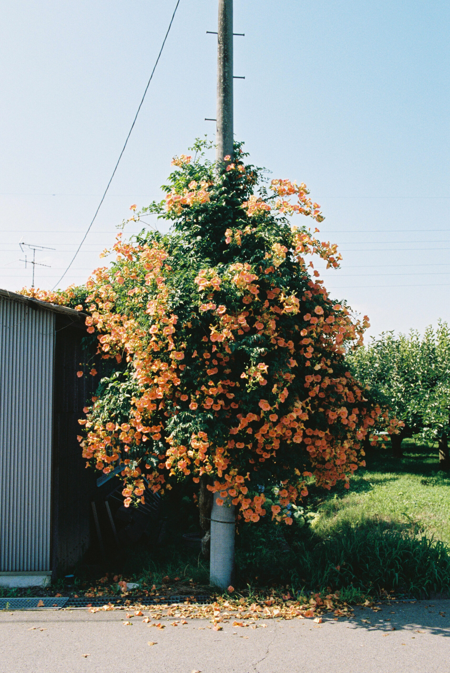 CONTACT｜AKIRA SAKUMA